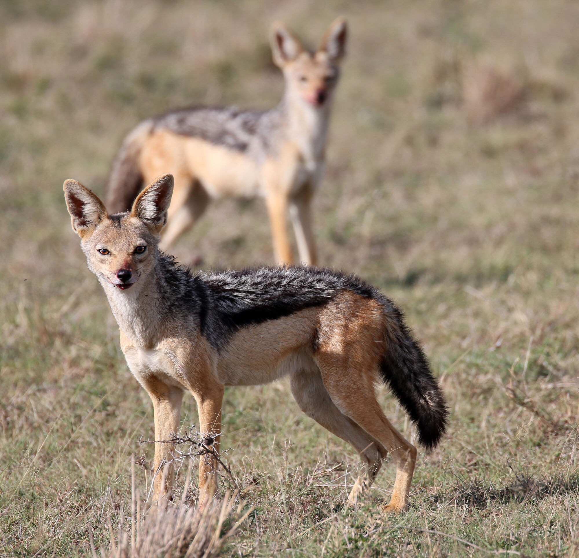 Jackals: survival of the smartest in the wild